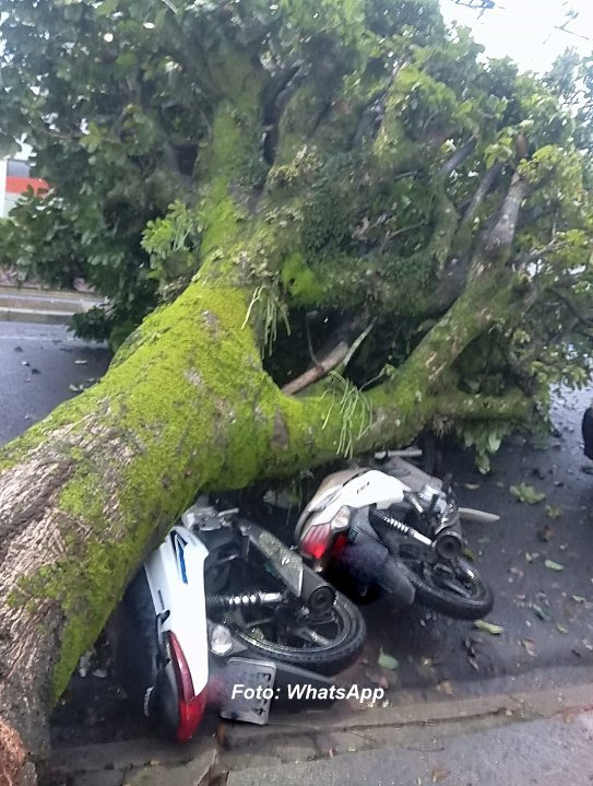 Chuva derruba árvore sobre motos e interdita rua em Marília | Visão ...
