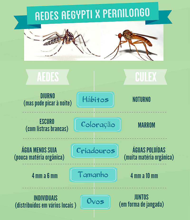 Você sabe quais as diferenças entre o mosquito da dengue e o pernilongo ...